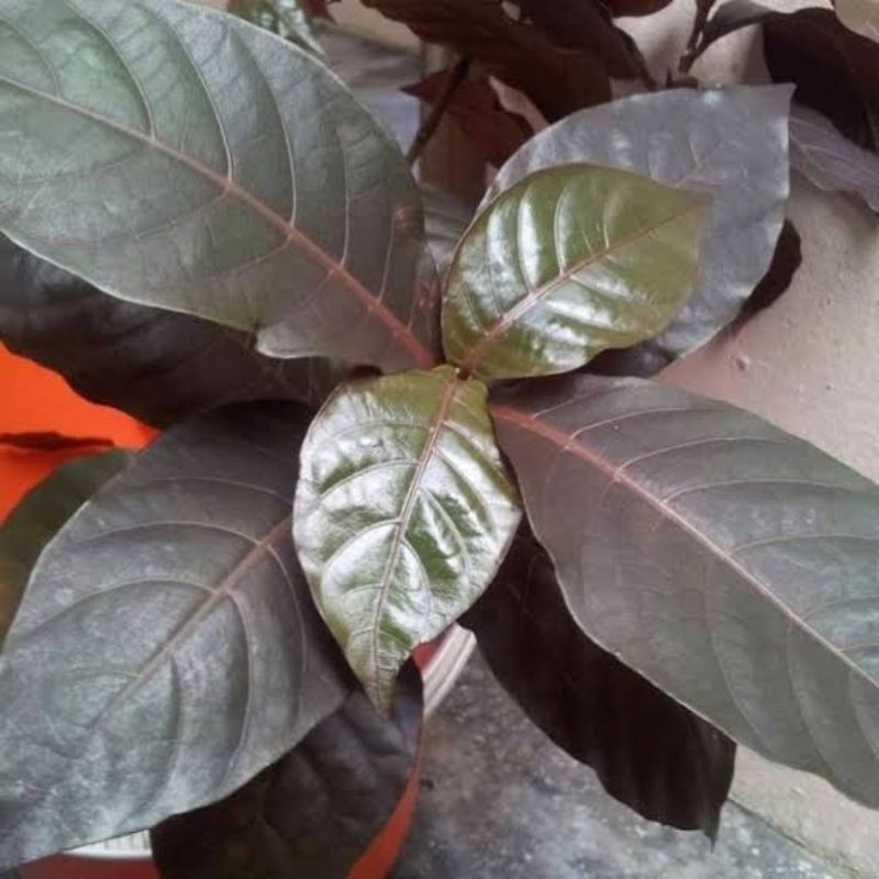 Jual DAUN UNGU / DAUN HANDEULEUM OBAT WASIR SEGAR FRESH OBAT WASIR | Shopee Indonesia