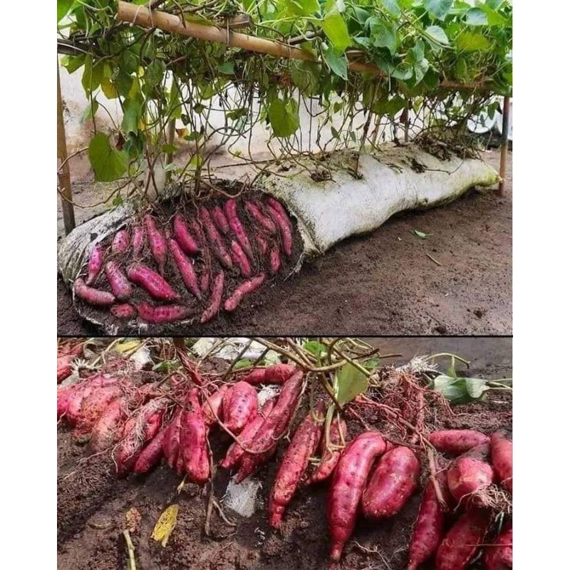 Jual BENIH/BIBIT UBI MADU RAMBAT SUPER 200g (stek/cutting) | Shopee ...