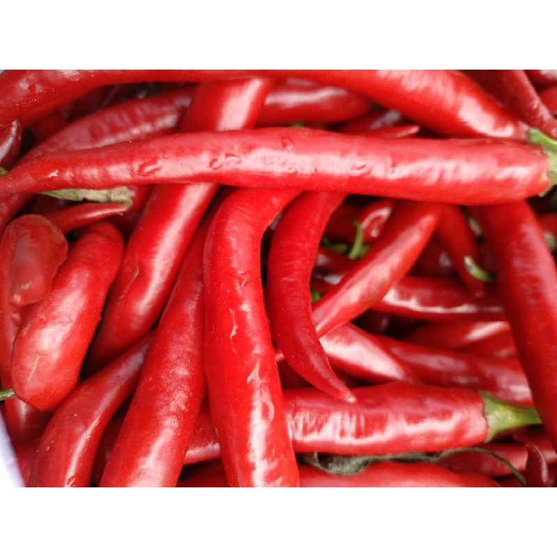 Jual cabe merah besar 1kg | Shopee Indonesia