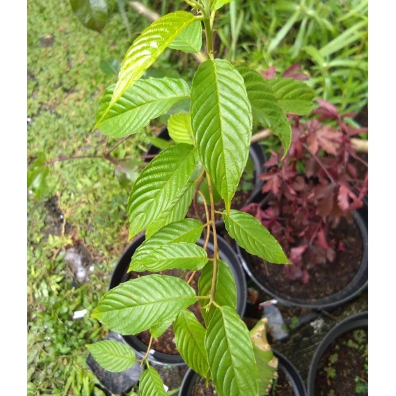 Jual Bibit Pohon Kayu Afrika ( Maesopsis Eminii ) / Pohon Sobsi ...