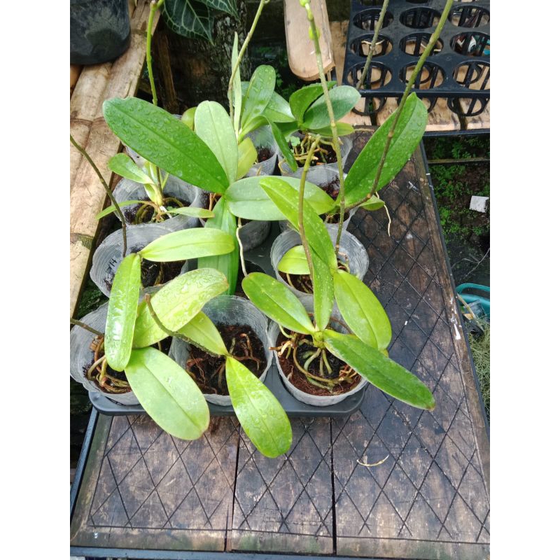 Jual bunga anggrek bulan sudah berbunga | Shopee Indonesia