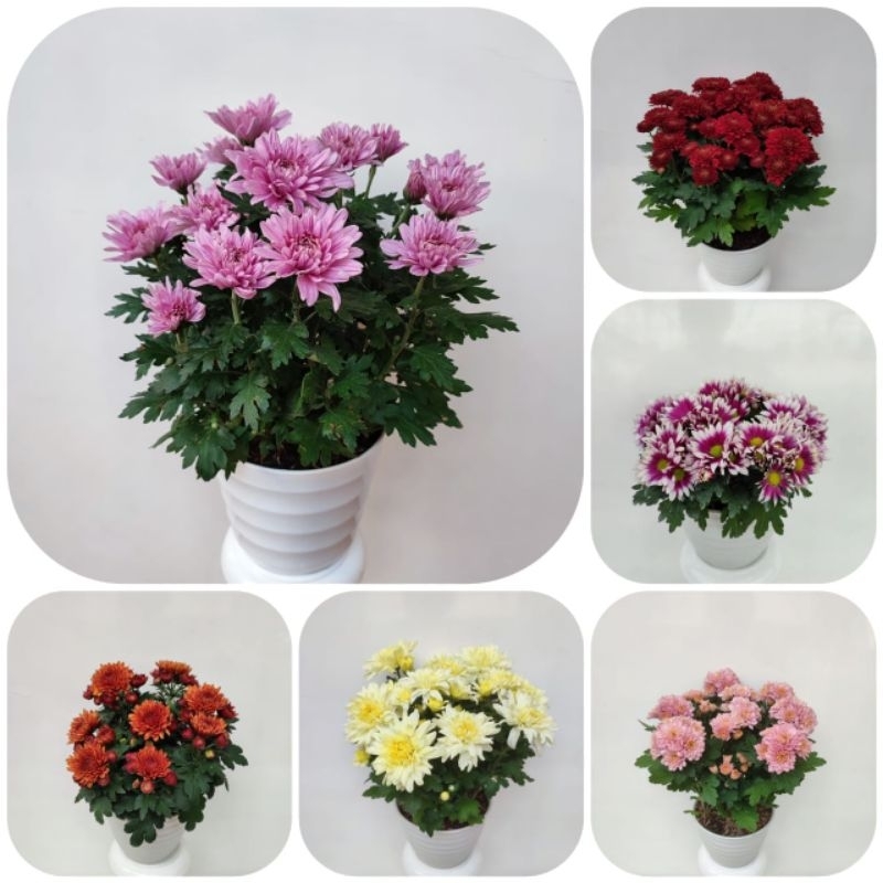 Jual Paket 6 Pohon Bunga Krisan Aster Siap Mekar _ Tanaman Hidup Bisa COD | Shopee Indonesia