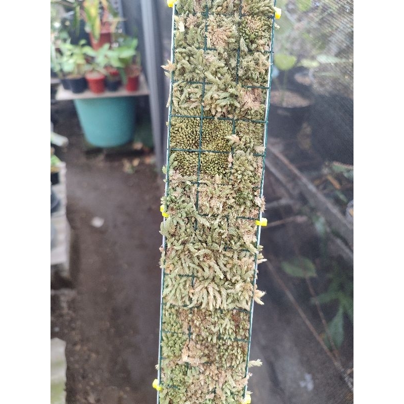 Jual turus lumut murah 80cm | Shopee Indonesia