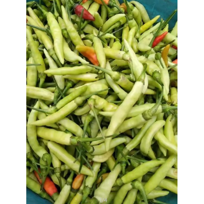 Jual cabe cabai lombok rawit hijau caplak 1 kg | Shopee Indonesia