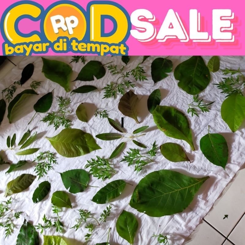 Jual paket daun Eco print isi 50 lembar | Shopee Indonesia