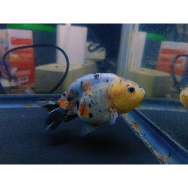 Jual koki ranchu lionchu sapi sapi an | Shopee Indonesia