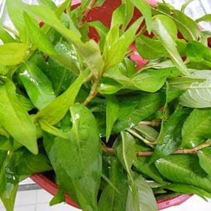 Jual Daun Kesum Segar 1Kg - Daun Laksa | Shopee Indonesia