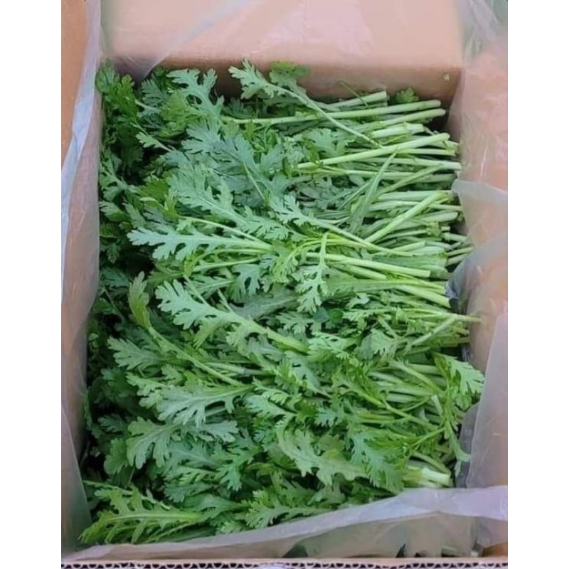 Jual Sayur Tang oh / Crown daisy | Shopee Indonesia