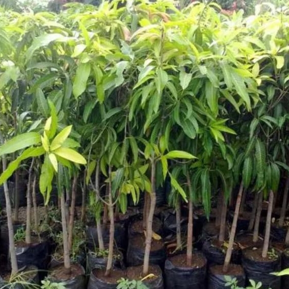 Jual bibit mangga all jenis ukuran 1 meter up batang besar super ...