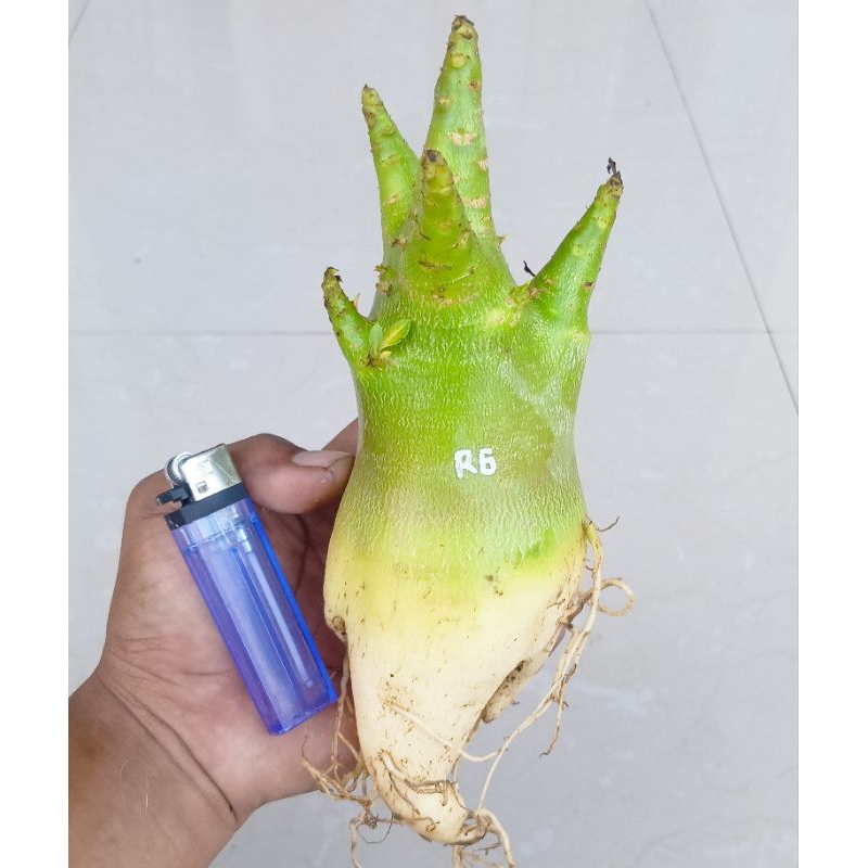 Jual Adenium Karakter ID. ROKET GODJI ( impor ) | Shopee Indonesia