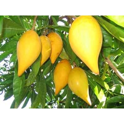 Jual Delicious - Buah Alksesa/ Sawo Mentega Manis Fresh / Buah Alkesa ...