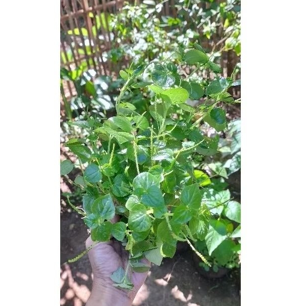 Jual Daun Herbal Sirih Cina | Tumpang air | Bumi air | Shopee Indonesia