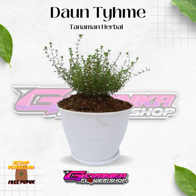 Jual Daun Herbal THYME - Bibit Tanaman Herbal Rempah Penyedap Timi ...