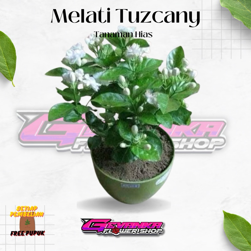 Jual Tanaman Hidup Melati Telur - Tuscany - Melati Tumpuk - Jasminum ...