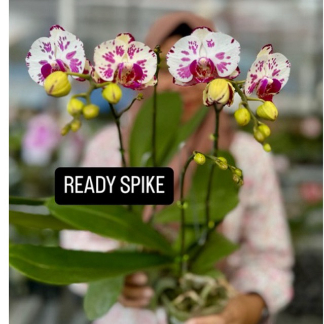 Jual ANGGREK BULAN 2 tangkai“Phal.MADONNA” KONDISI SPIKE | Shopee Indonesia