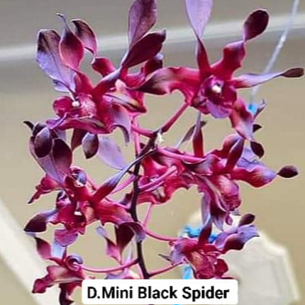 Jual Anggrek Dendrobium Black Spider Mini Thailand | Shopee Indonesia