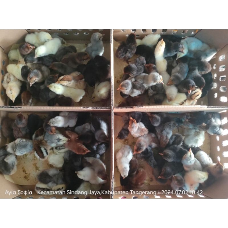 Jual Doc anak ayam kampung asli (harga/ekor) | Shopee Indonesia