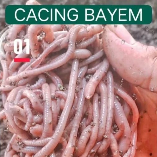 Jual CACING BAYEM 100gr ,CACING SAWAH ,CACING TANAH ,CACING PING ...