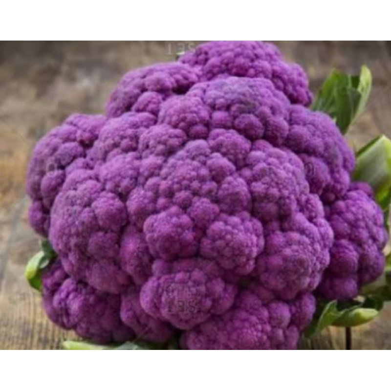 Jual 15 Benih KEMBANG KOL BUNGA KOL UNGU | Shopee Indonesia