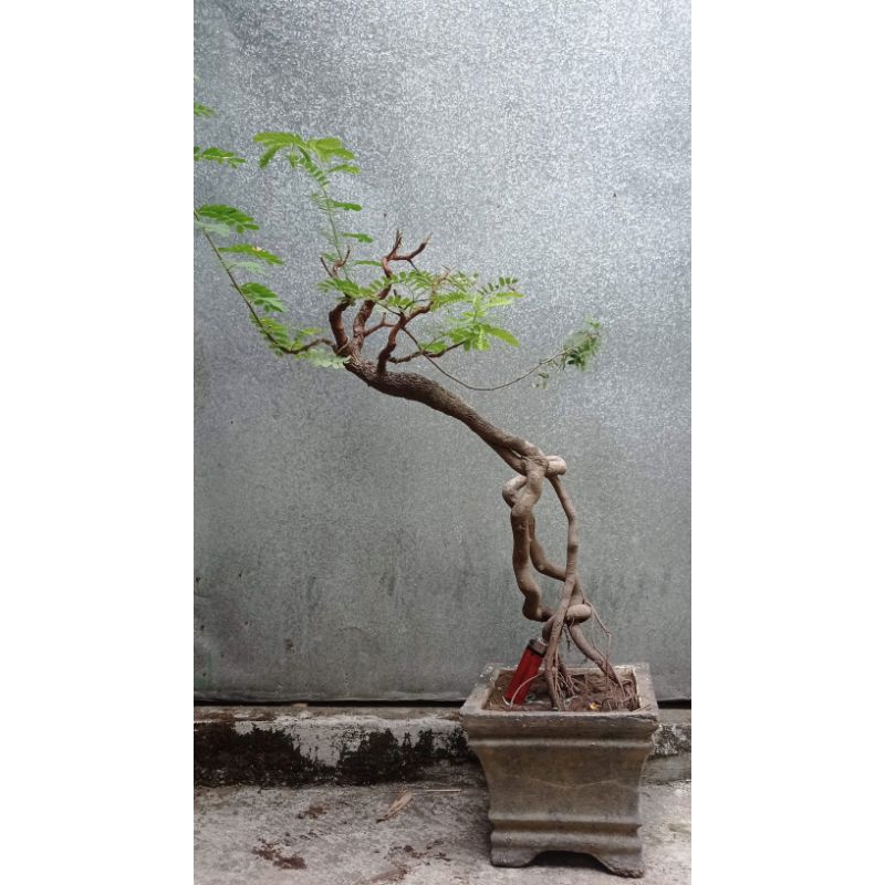 Jual bahan bonsai asem jawa dari biji sesuai gambar | Shopee Indonesia