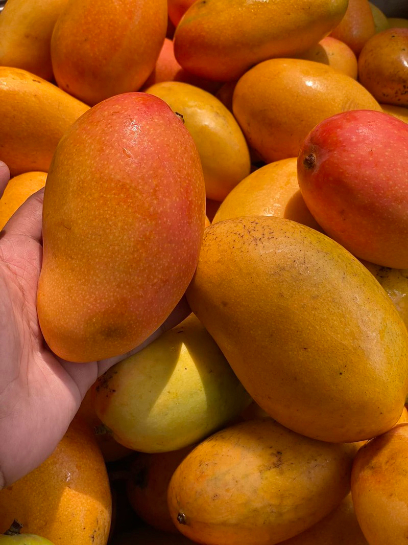 Jual Mangga Podang Gunung Masak Pohon Berat 1 Kg | Shopee Indonesia