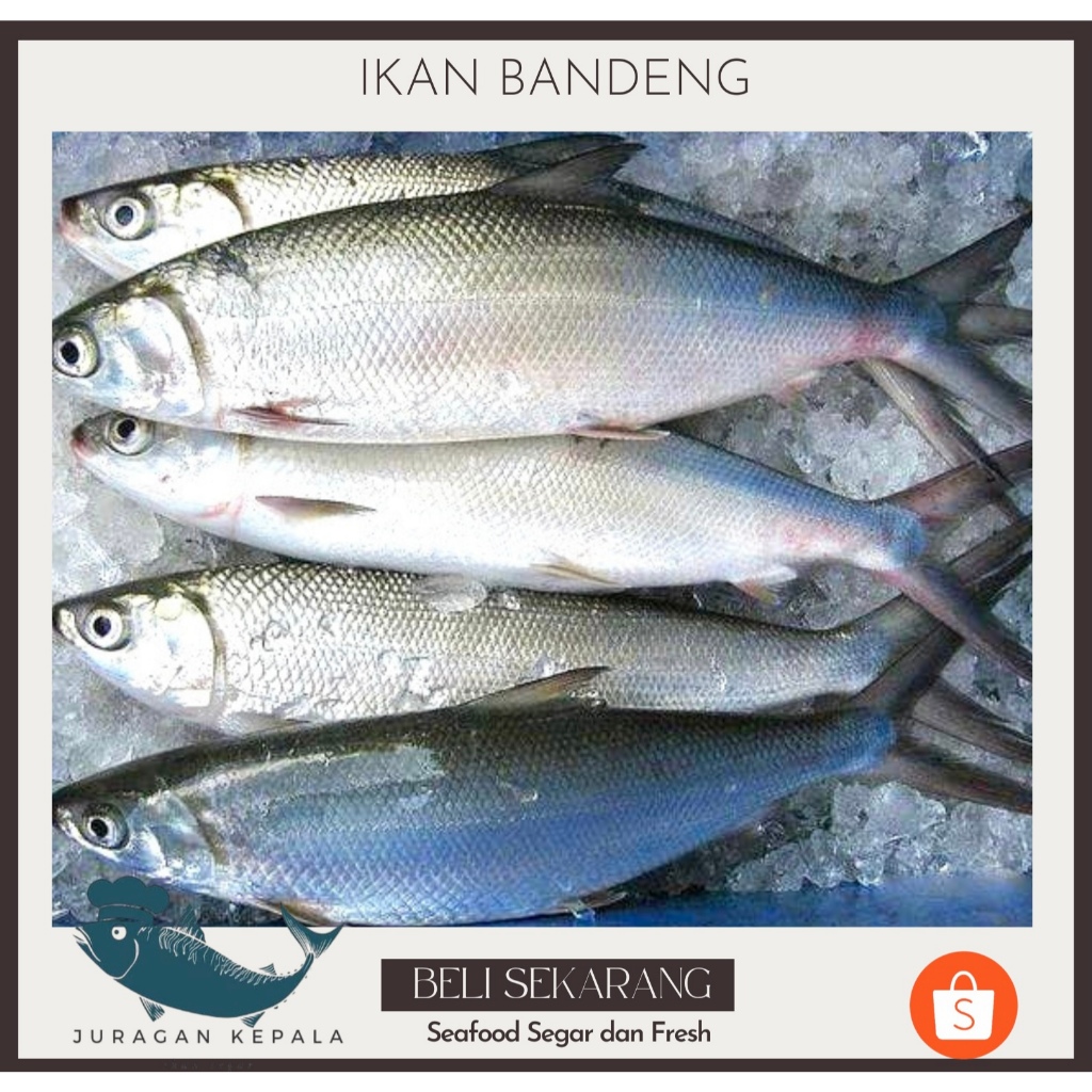 Jual IKAN BANDENG FRESH 1 KG | Shopee Indonesia