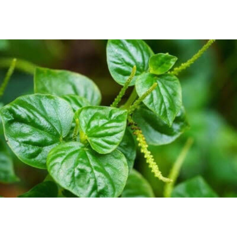 Jual 2 paket Sirih Cina herbal anakan | Shopee Indonesia