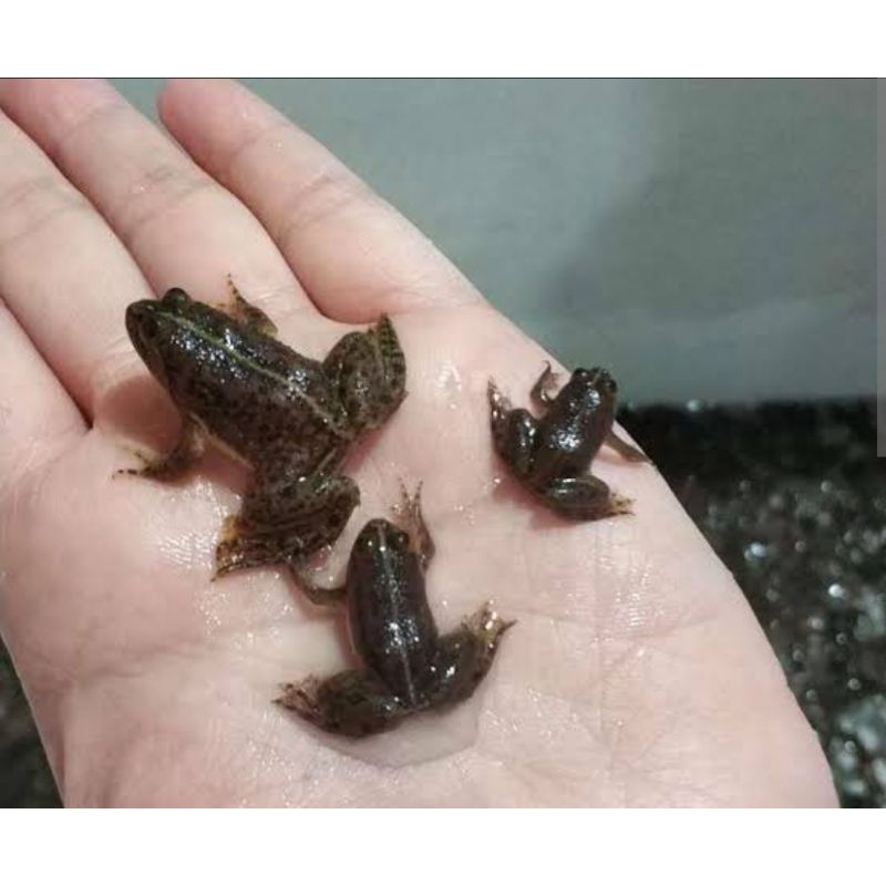 Jual Hewan peliharaan KATAK SAWAH/PERCIL untuk PAKAN IKAN & ALIGATOR ...