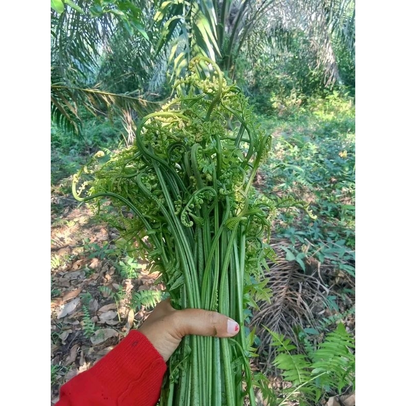 Jual PAKIS SAYUR PAKIS BUAT MASAK TUMIS, 500GR KHUSUS JABODETABEK ...