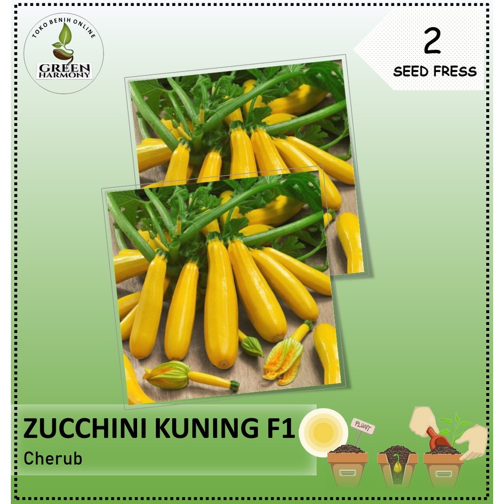 Jual Bibit Sayur Sayuran Zucchini Kuning Cherub F1 Hibrida 2Benih ...
