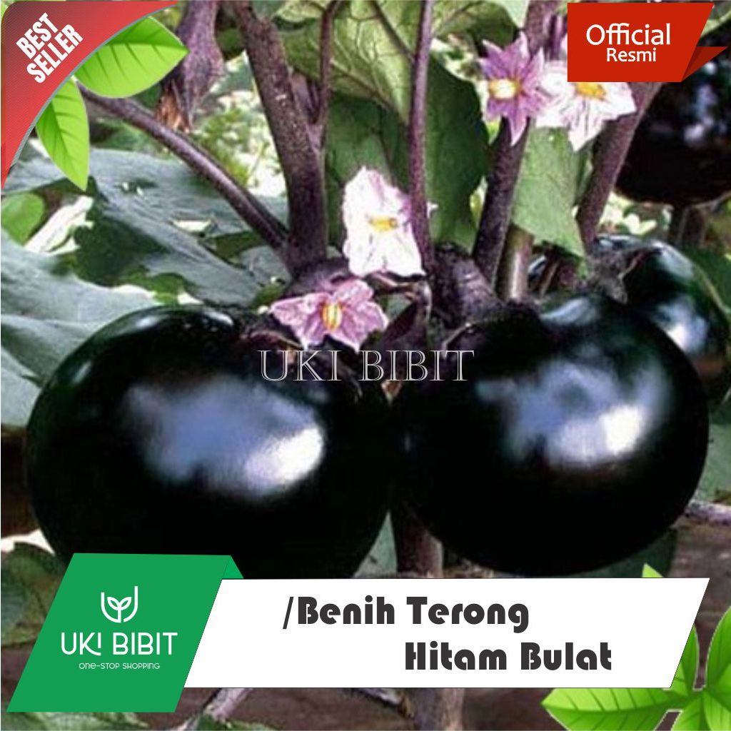 Jual ( 100 Butir ) Benih Terong Hitam Bulat | Shopee Indonesia