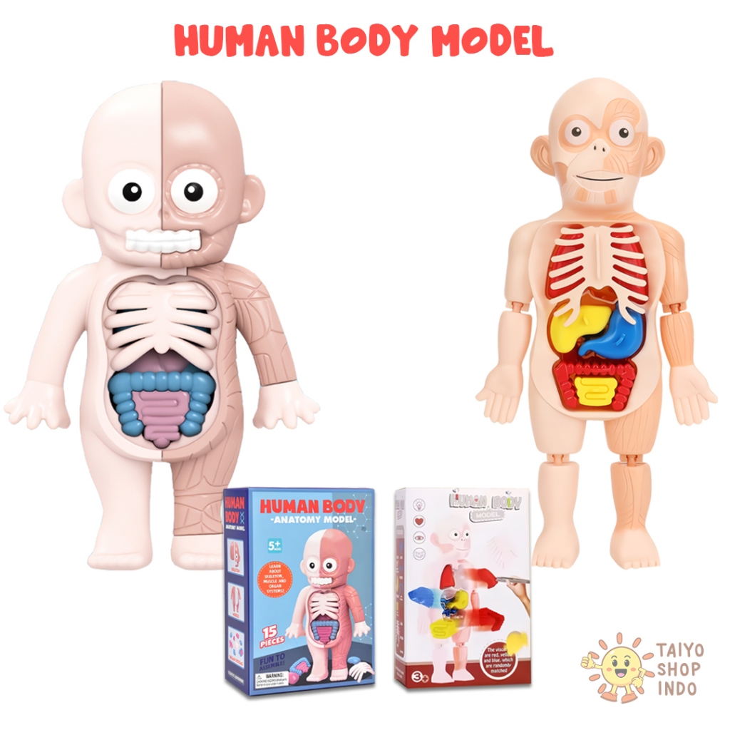 Jual TAIYO Human Body Model Sains Mainan Edukasi Organ Tubuh Manusia ...