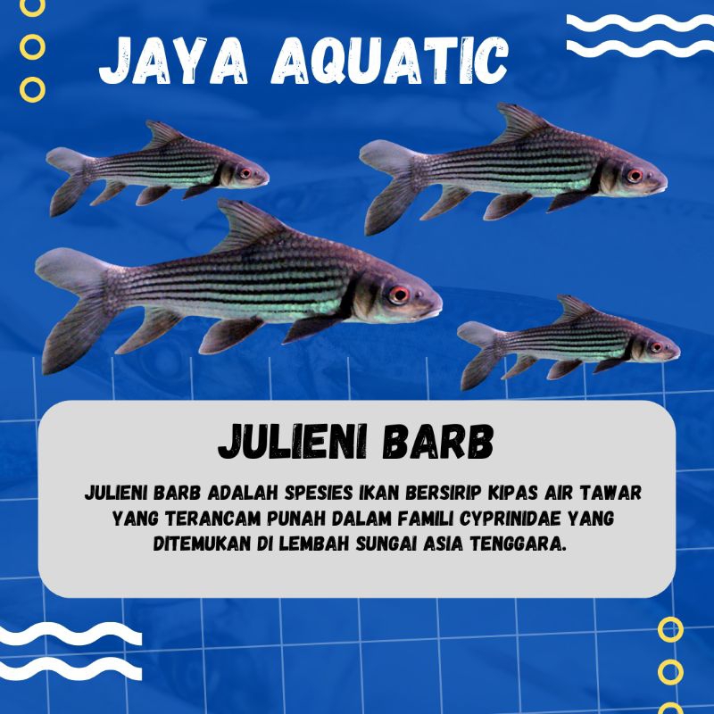 Jual Julieni Barb Tankmate Hias 11 - 13 cm hiasan aquarium air tawar ...