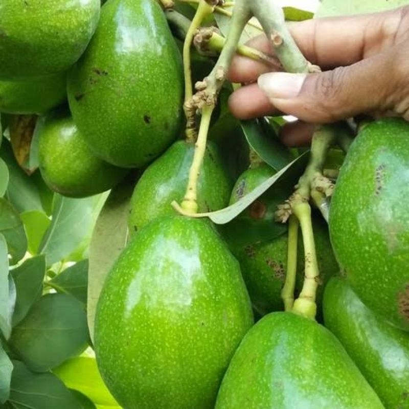 Jual Bibit Alpukat mentega super jumbo / Alpukat Mentega Okulasi ...
