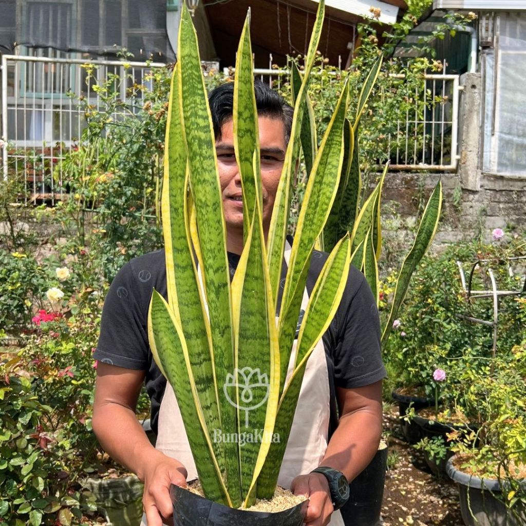 Jual Tanaman Hias Indoor - Outdoor LIDAH MERTUA SEMI RIMBUN | Shopee ...