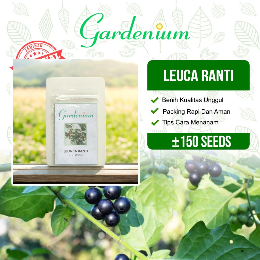 Jual GARDENIUM Benih Leunca Ranti Tanaman Sayuran Buah Unggul | Shopee ...