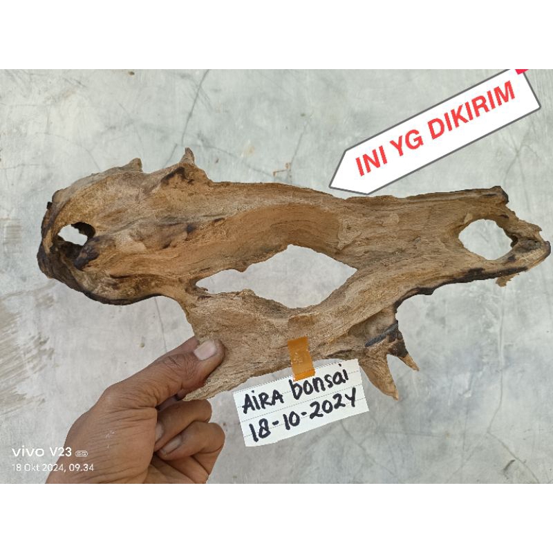 Jual kayu rentek untuk aquascape, hiasan dinding real pict | Shopee ...