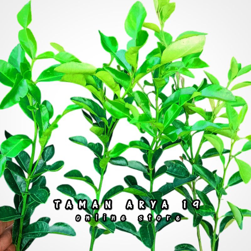 Jual Tanaman jeruk purut jeruk limau jeruk lemon | Shopee Indonesia