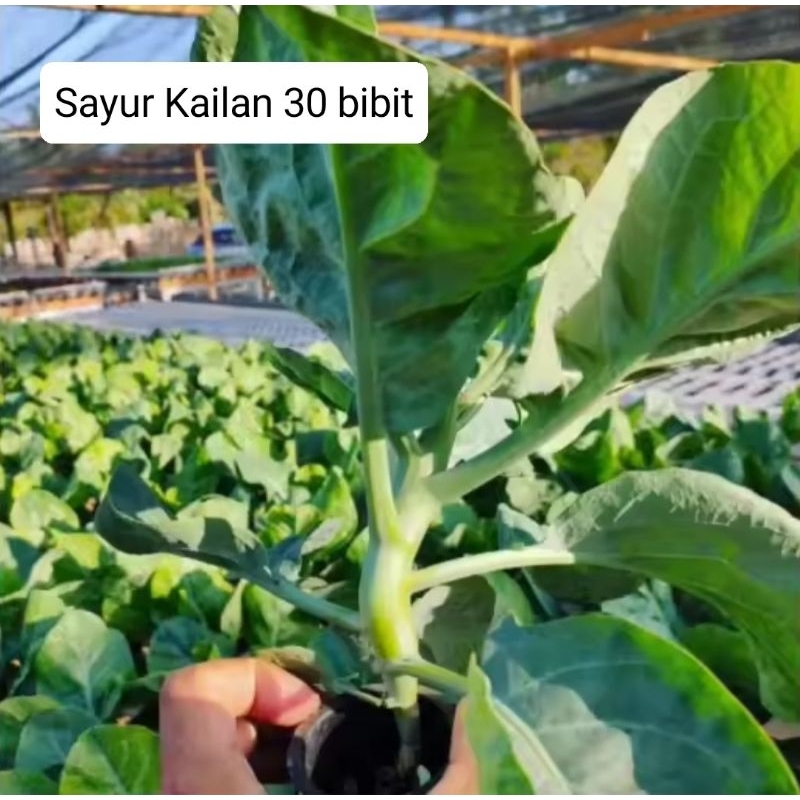 Jual Benih Sayur Kailan (30 bibit) | Shopee Indonesia