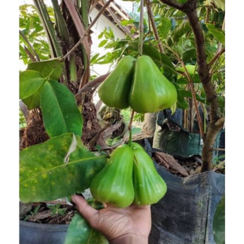 Jual Tanaman Jambu Air Green Giant Tinggi 2 Meter Up Batang Besar ...