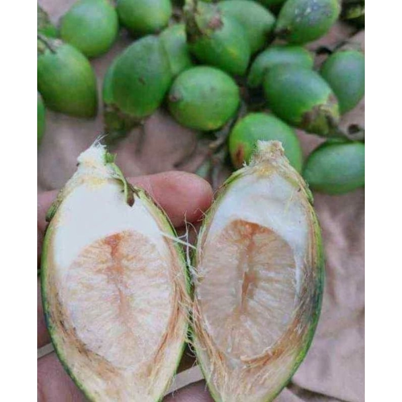 Jual Buah Pinang muda FRESH HERBAL STAMINA (1kg) | Shopee Indonesia