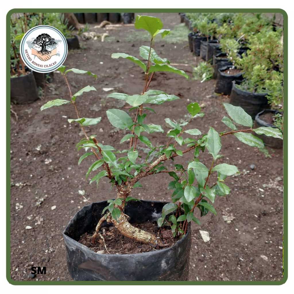 Jual Bahan Bonsai Sakura Mikro Bonus Dekastar | Shopee Indonesia