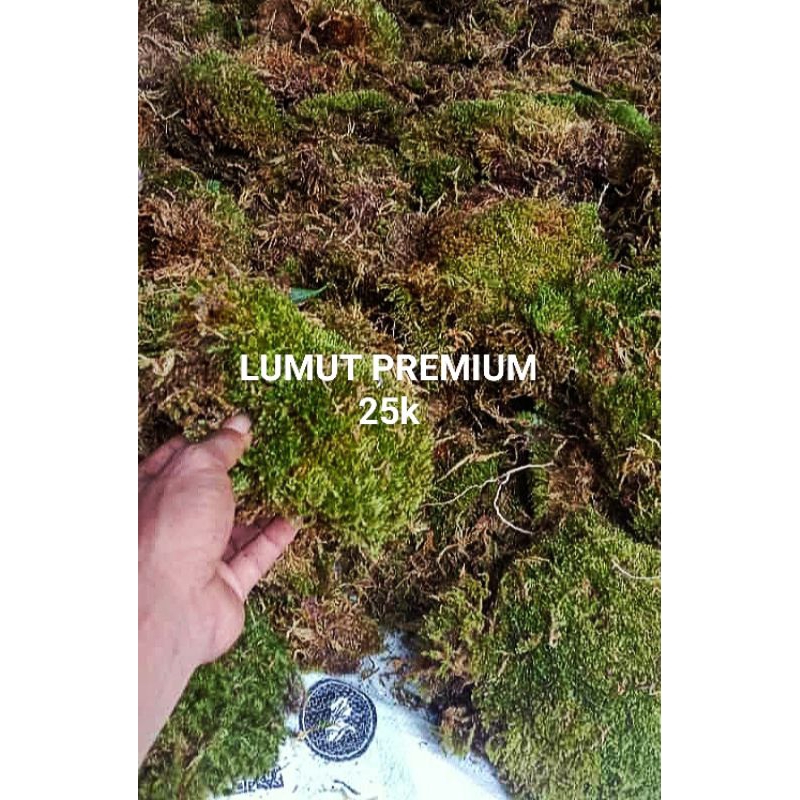 Jual LUMUT PREMIUM | Shopee Indonesia