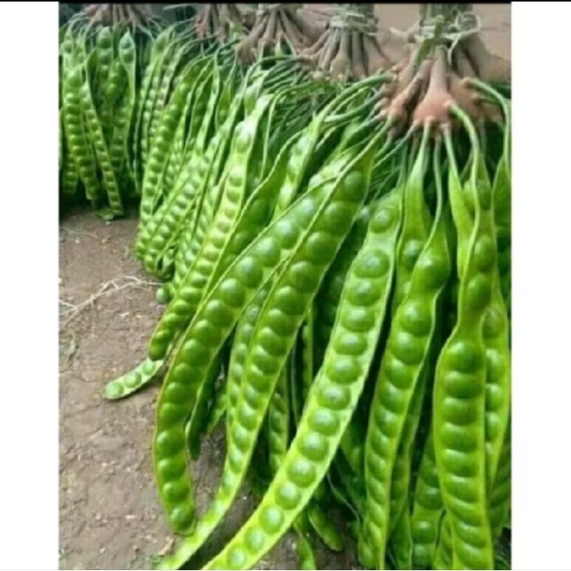 Jual PETAI SUPER ISI 5 PAPAN | Shopee Indonesia