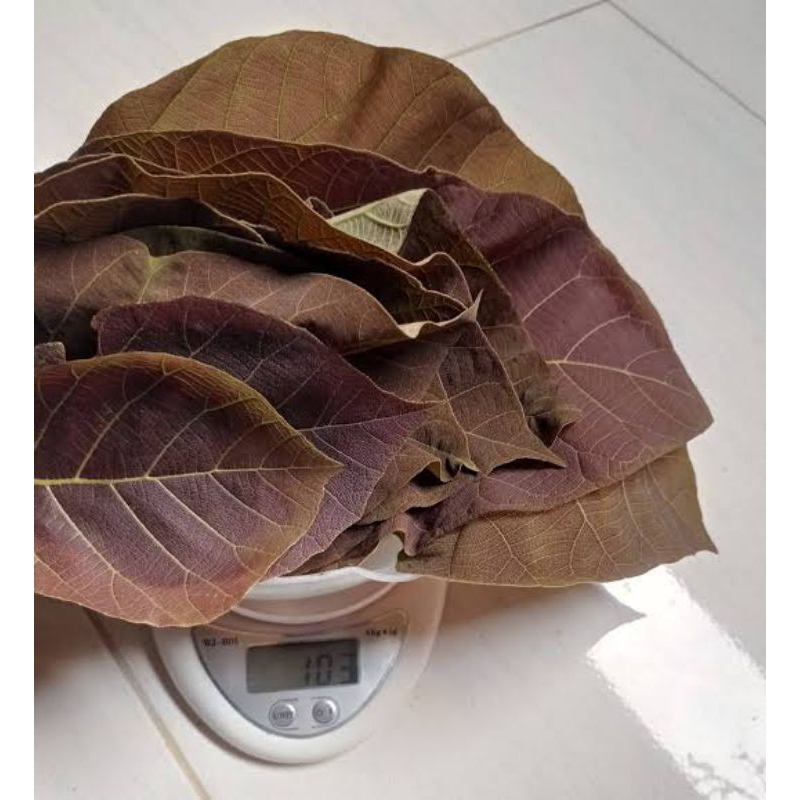 Jual Pucuk Daun Jati Muda Merah / Bersih : 250Gram | Shopee Indonesia