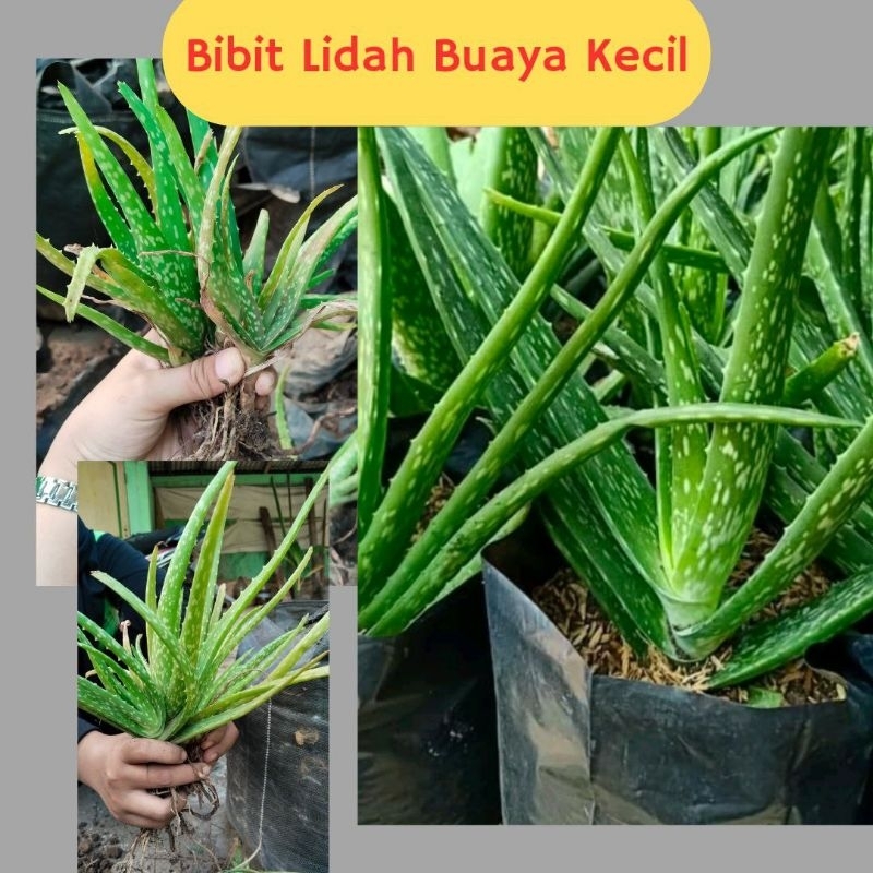 Jual Lidah buaya kecil, Anakan lidah buaya, Lidah buaya mini | Shopee ...
