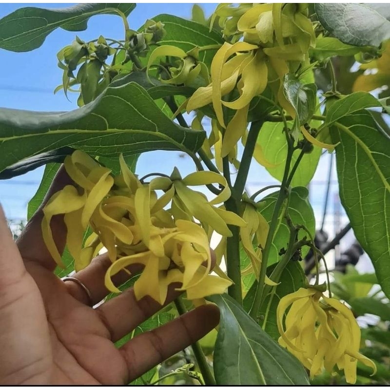 Jual Bibit Bunga Kenanga Wangi (Cananga Odorata) | Shopee Indonesia