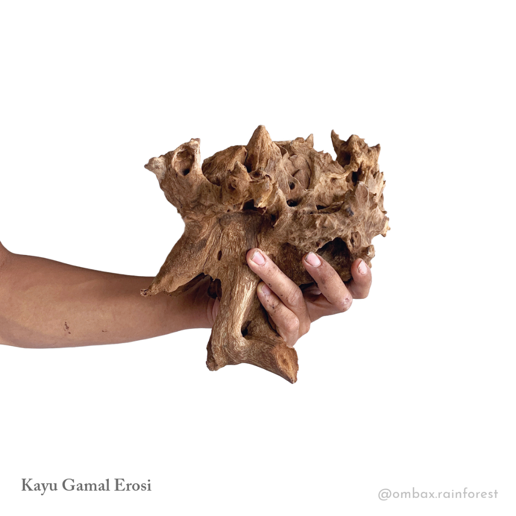 Jual Kayu Gamal Erosi - Kayu Rentek / Fosil / Hardscape | Shopee Indonesia