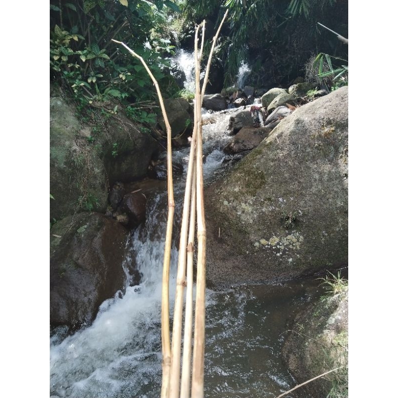 Jual bambu ukuran kecil, ajir, kerajinan koleksi p.100cm 5pcs | Shopee ...