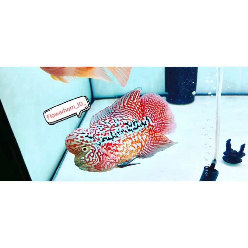 Jual Burayak Louhan Kamfa V8 Vip Thailand | Shopee Indonesia